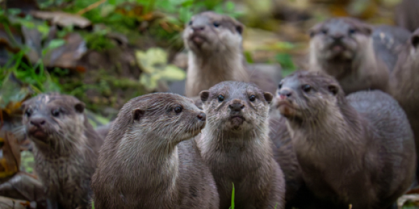 Buy Otter Adoption Tickets online - Dartmoor Zoo