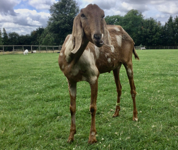Buy Douglas Tickets online - Buttercups Goat Sanctuary