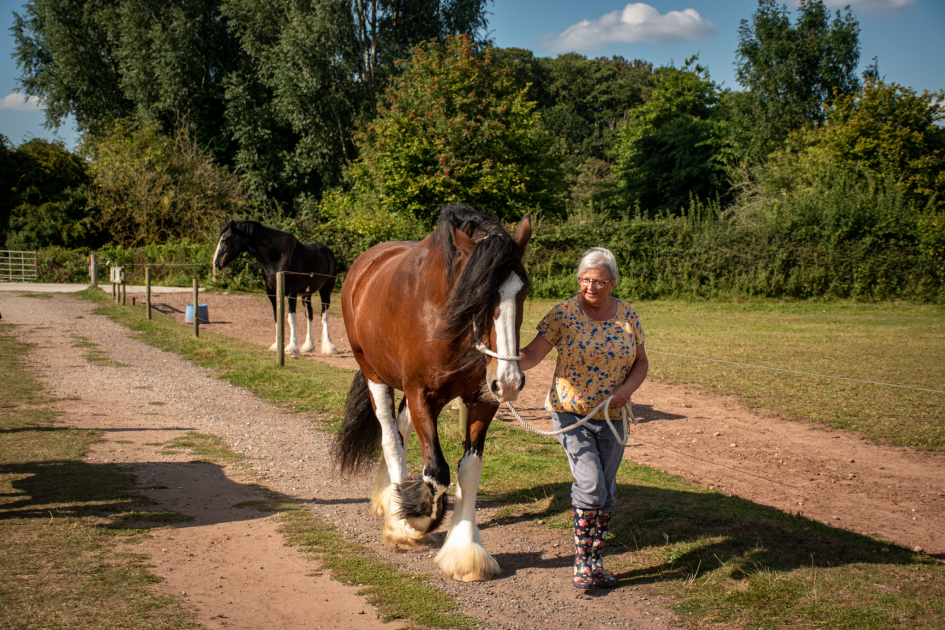 Buy A Shire Horse Experience Tickets online - Cotebrook Shire Horse Centre