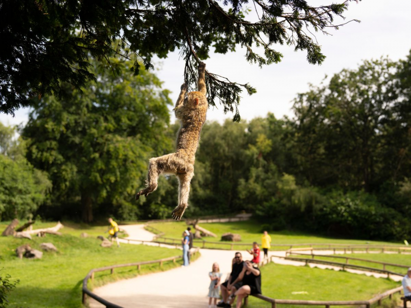 Buy Memberships Tickets online - Monkey Forest
