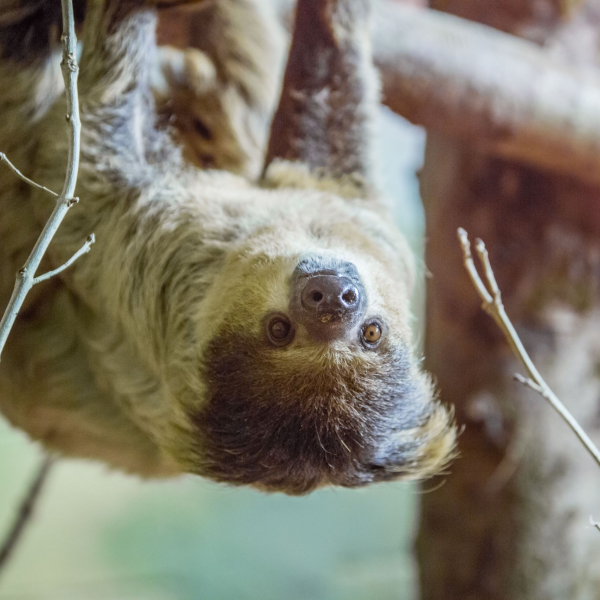 Folly Farm Tickets, Products, Bundles, Membership Plans, Gift Vouchers ...