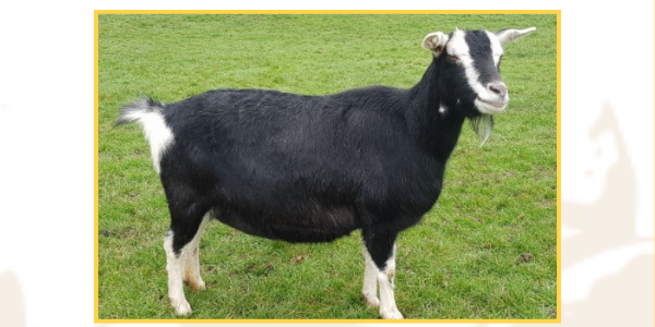 Buy Brandy Tickets online - Buttercups Goat Sanctuary
