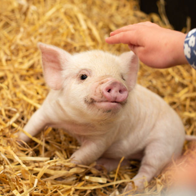 Buy Weekend Tickets Tickets online - Piglets Adventure Farm