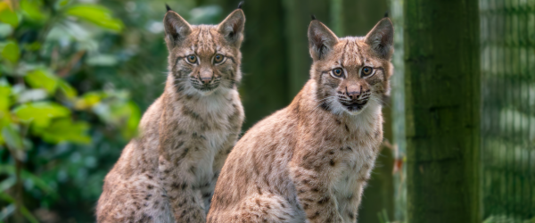 Buy Carpathian Lynx Adoption Tickets online - Dartmoor Zoo