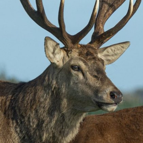 GREAT WEDLOCK FARM AND DEER PARK Tickets, Membership Plans, Gift Vouchers - Buy Online