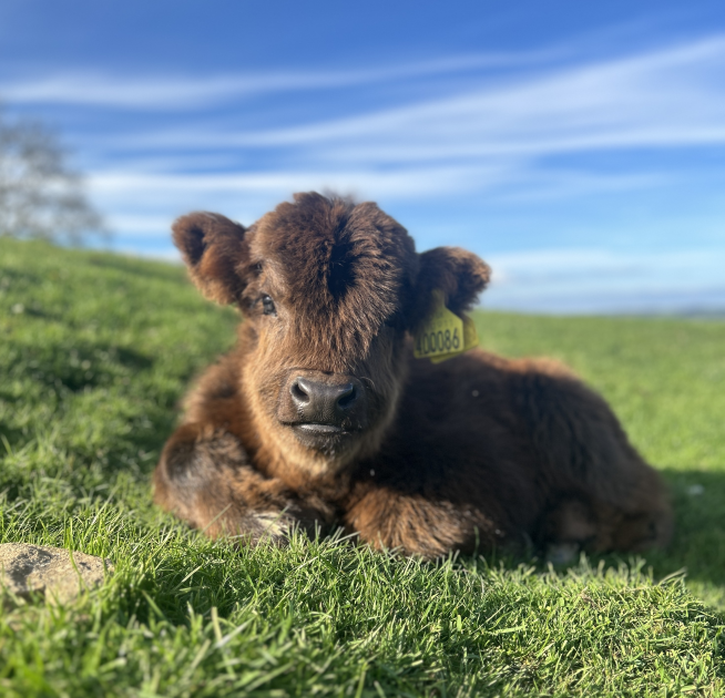 Buy Adopt an Animal Tickets online - Hall Hill Farm