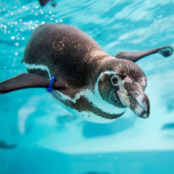 Buy Day ticket gift vouchers Tickets online - Folly Farm