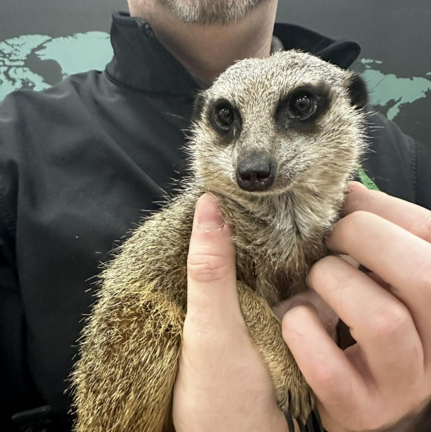 Buy Animal Encounters Tickets online - Rhondda Cynon Taf County Borough ...