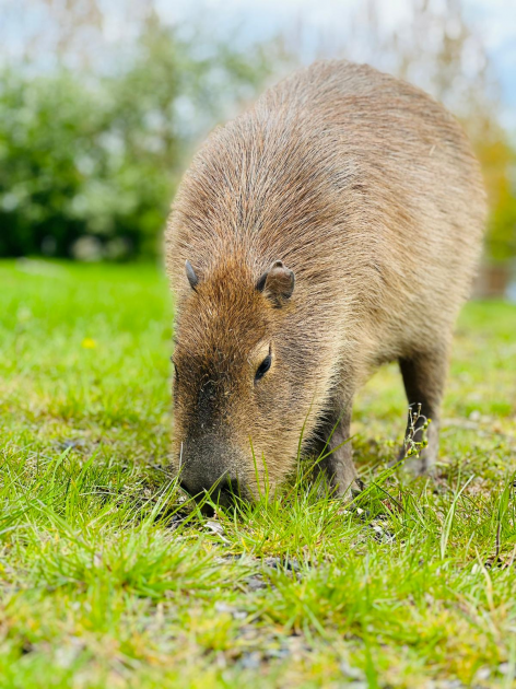 Buy Capybara Experience Tickets online - All Things Wild