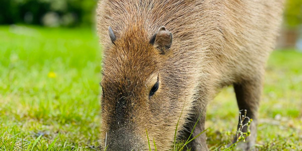 Buy Capybara Experience Tickets online - All Things Wild