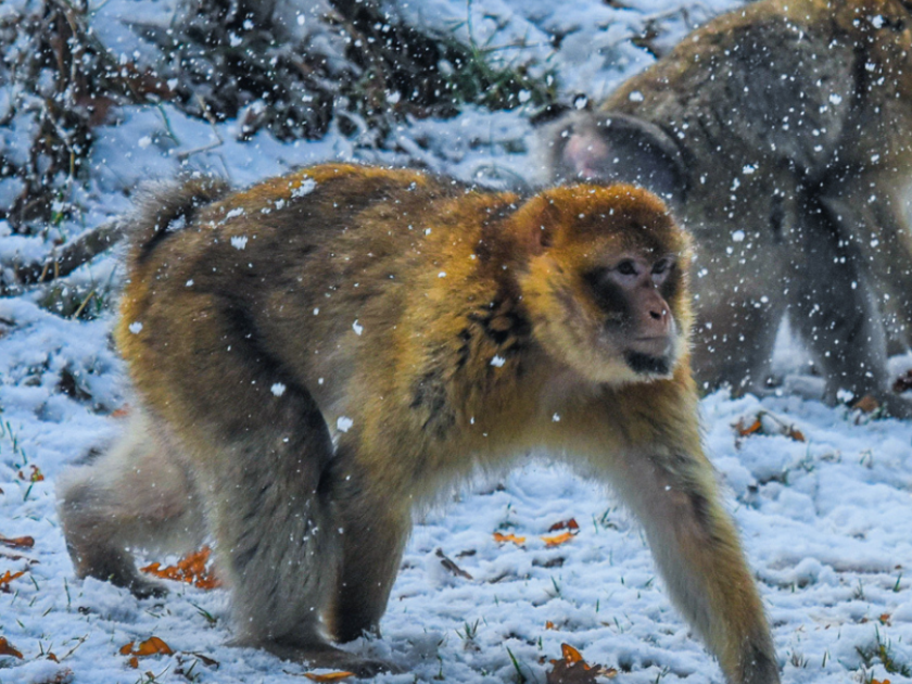 Buy Winter Walks With Monkeys! Tickets online - Monkey Forest