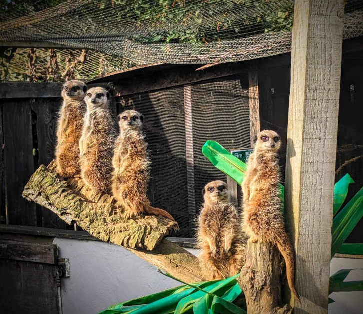 Buy Private Meerkat Encounter GV Tickets online - Millets Wildside