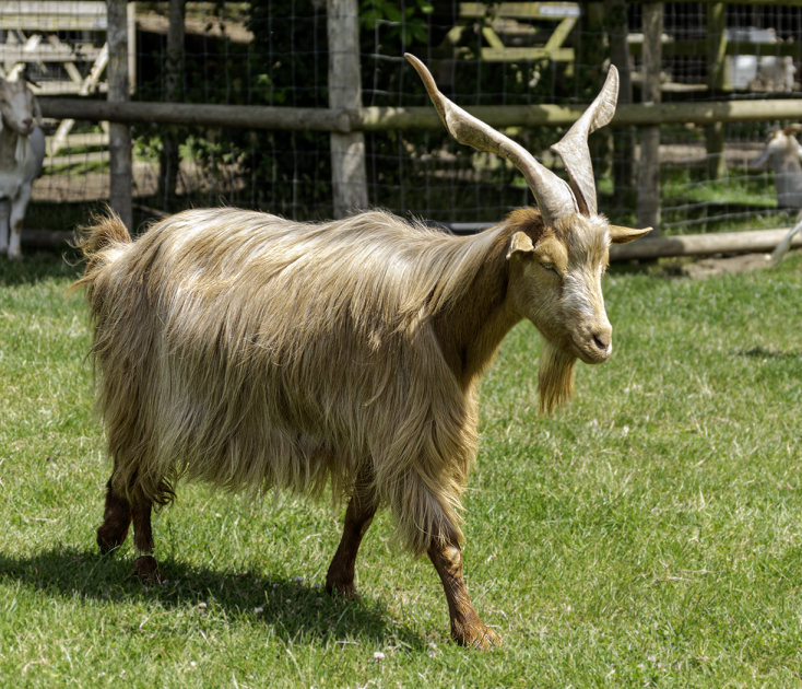 Buy Elliot Tickets online - Buttercups Goat Sanctuary
