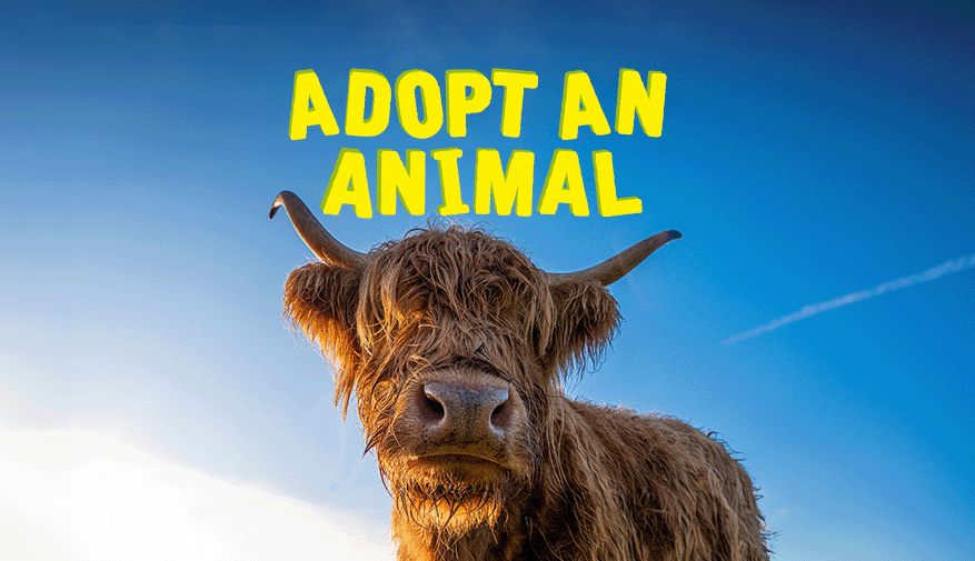 Buy Adopt an Animal Tickets online - Noah's Ark Zoo Farm