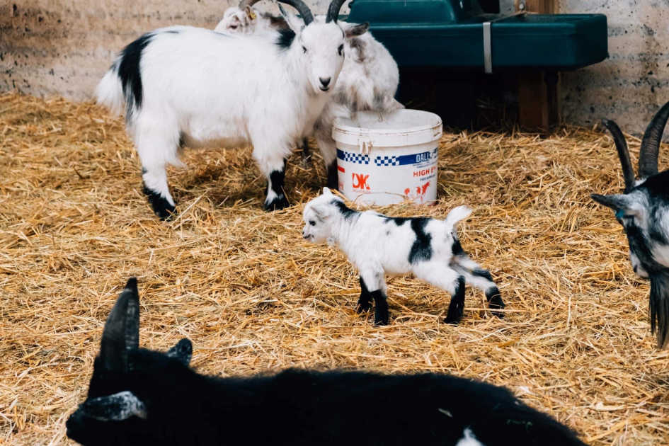 Buy Goat Yoga Tickets online - Whitehouse Farm Centre