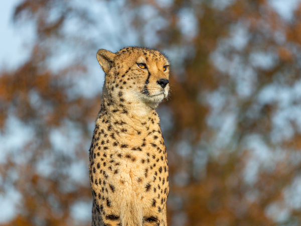 Buy Cheetah Adoption Tickets online - The Big Cat Sanctuary