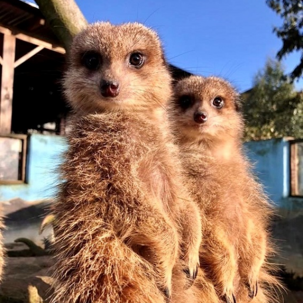 Matlock Farm Park Tickets, Products, Membership Plans, Gift Vouchers ...