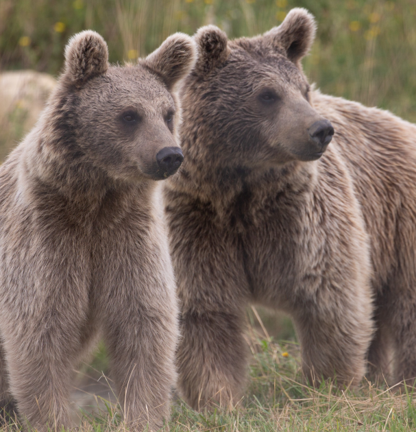 Buy Admissions Tickets online - Hamerton Zoo Park