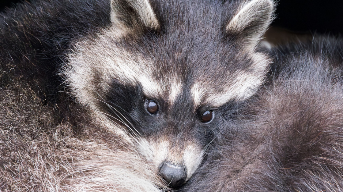 Buy Accessibility Information Tickets online - Hamerton Zoo Park
