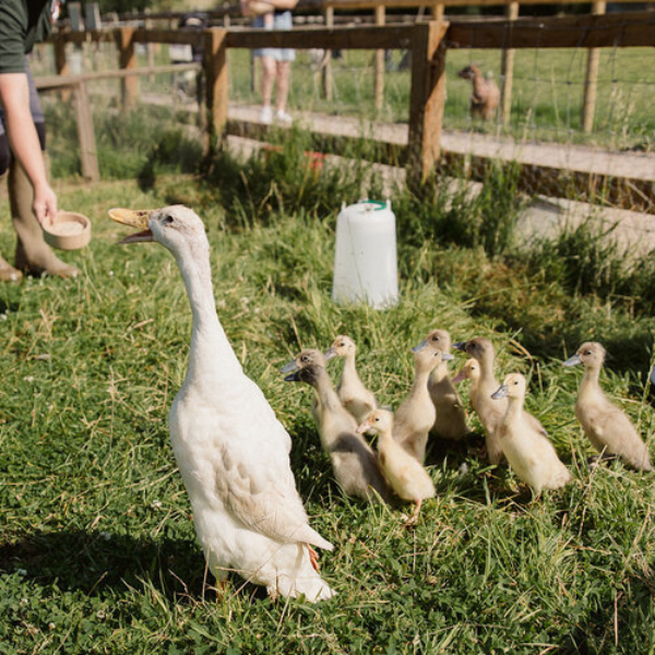 Buy Gift Vouchers Tickets online - Bucklebury Farm