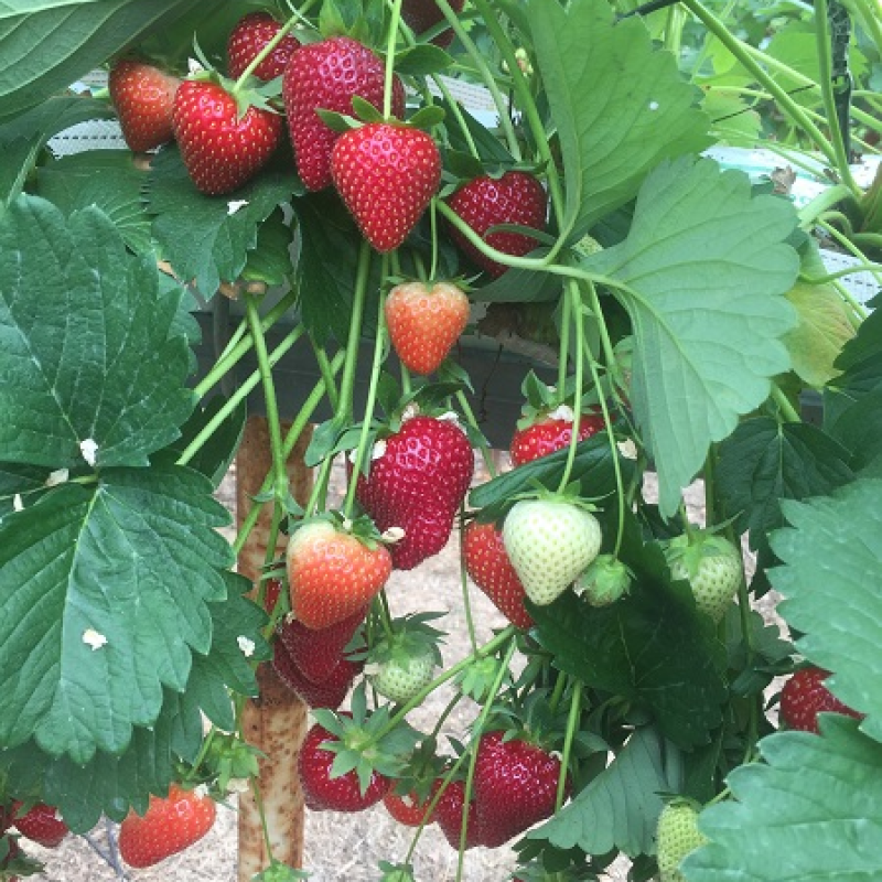 Copas Farms Tickets - Buy Online