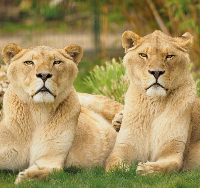 Buy Family Memberships Tickets online - Wildheart Animal Sanctuary