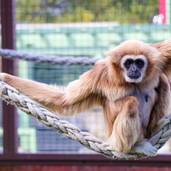 Monkey Haven Tickets, Products - Buy Online