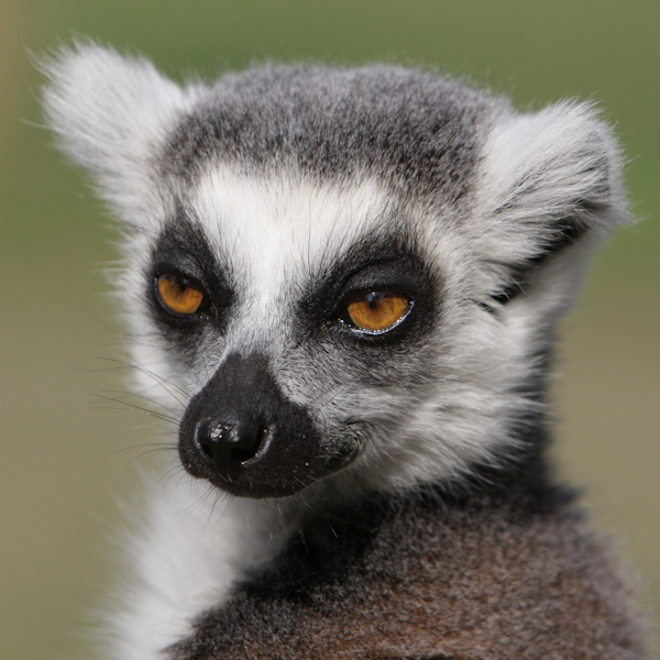 Buy WWP - Lemur Experience Voucher Tickets online - Wingham Wildlife Park