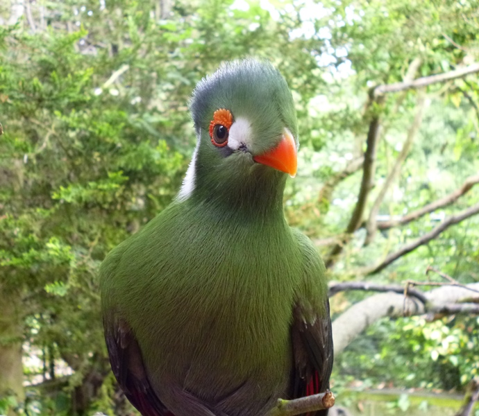 Buy GIFT VOUCHERS Tickets online - Linton Zoo Conservation Park