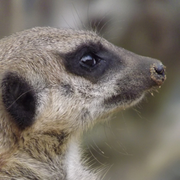 Buy WWP - Meerkat Experience Voucher Tickets online - Wingham Wildlife Park