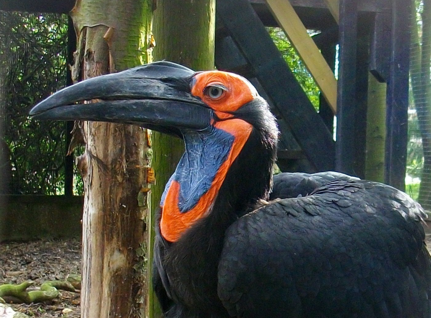 Buy ANIMAL SPONSORSHIP Tickets online - Linton Zoo Conservation Park