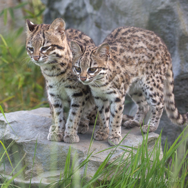 Hamerton Zoo Park Tickets, Products, Membership Plans, Gift Vouchers ...