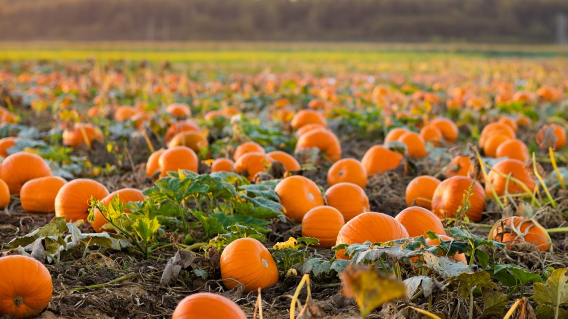 Buy Daytime Pumpkin Picking Tickets online - Hatters Farm