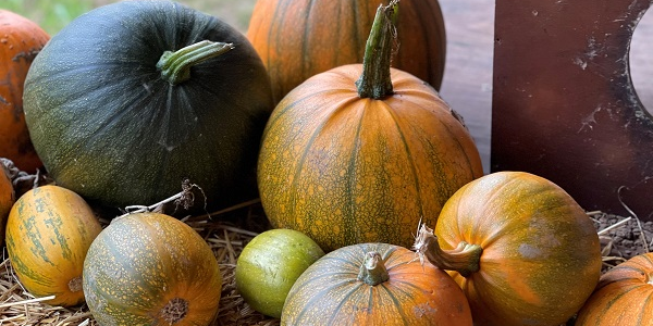 Wasing Outdoor Events Tickets, Gift Vouchers - Buy Online