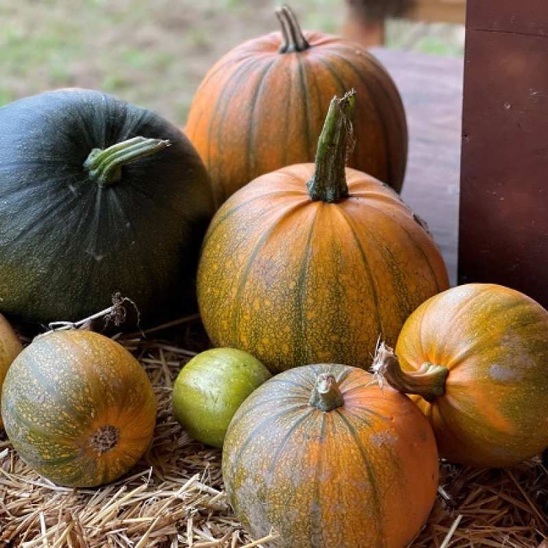 Wasing Outdoor Events Tickets, Gift Vouchers - Buy Online