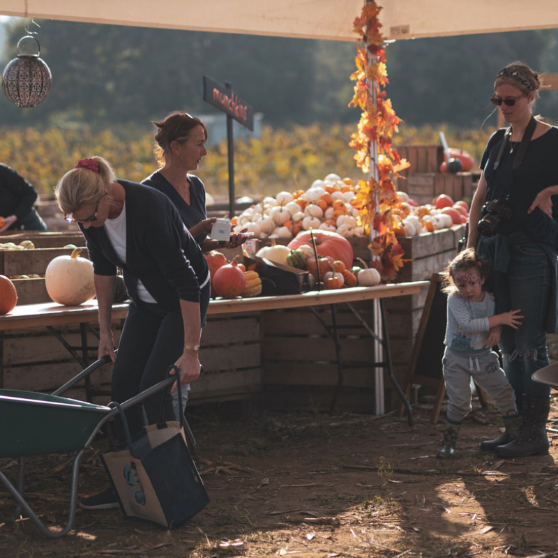 Rogate Pumpkin Patch Tickets - Buy Online