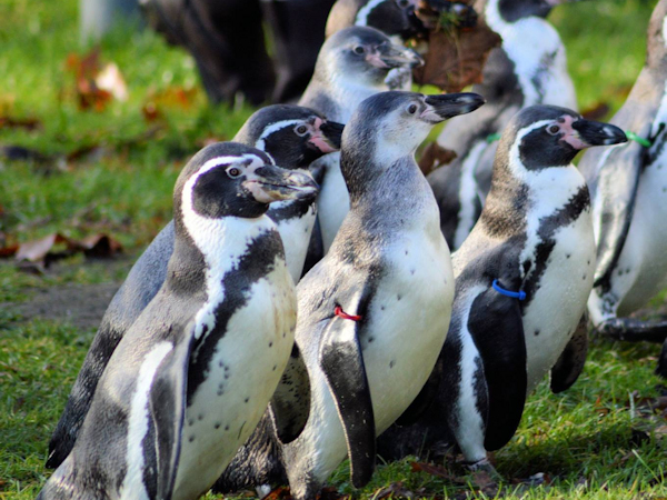 Wingham Wildlife Park Tickets, Products, Membership Plans, Gift ...