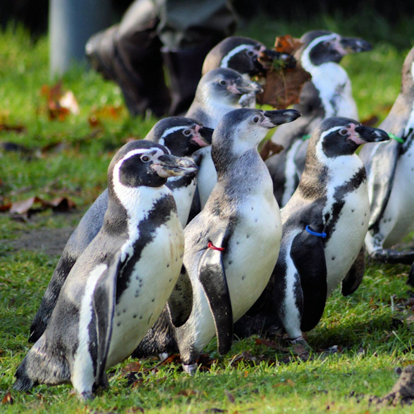 Wingham Wildlife Park Tickets, Products, Membership Plans, Gift ...