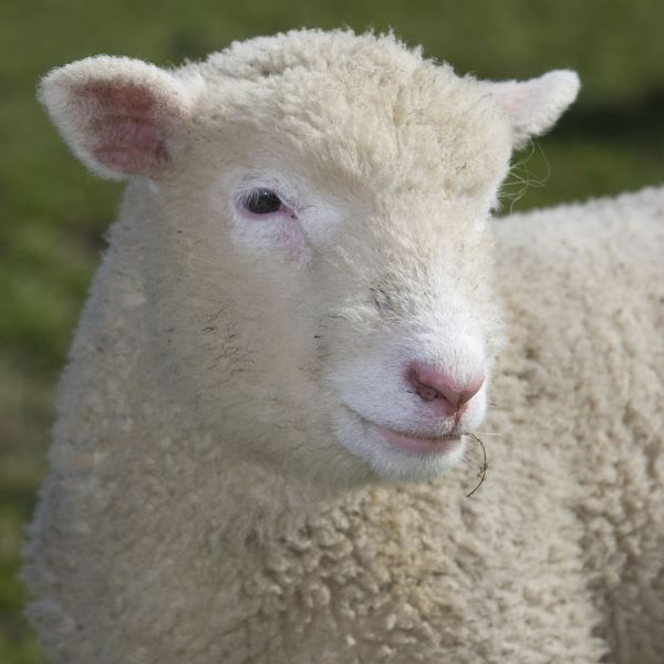 Buy Adopt a sheep Tickets online - Folly Farm
