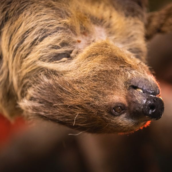 Buy Adopt a sloth Tickets online - Folly Farm