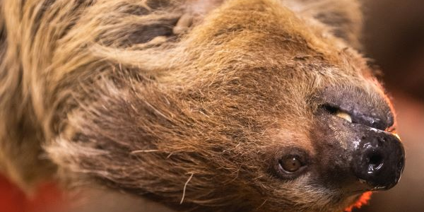 Buy Adopt a sloth Tickets online - Folly Farm