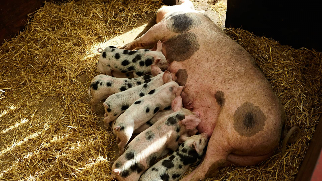 Buy Weekday Tickets Tickets online - Piglets Adventure Farm