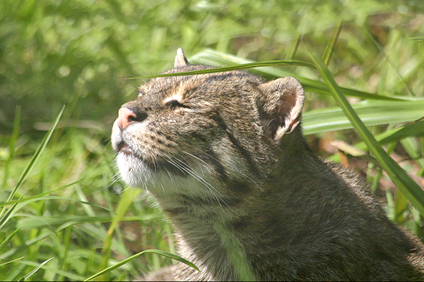 Buy Standard Adoption Package Tickets online - Curraghs Wildlife Park