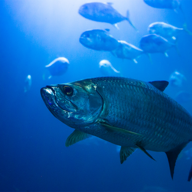 Buy Quiet at The Aquarium: Ocean Memories Tickets online - Ocean ...