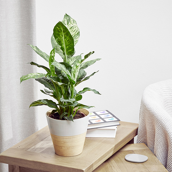 Notcutts Cranleigh Garden Centre