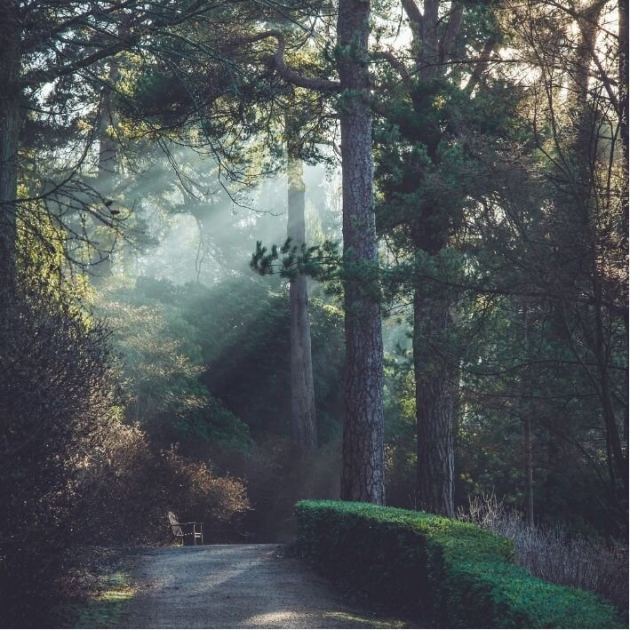 Buy Winter Forest Bathing Tickets online - Tullie House Museum and Art ...