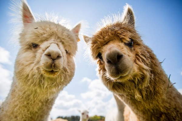 Buy Alpaca Trekking Tickets online - Willow Tree Farm