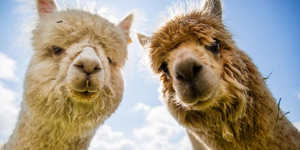 Buy Alpaca Trekking Tickets online - Willow Tree Farm