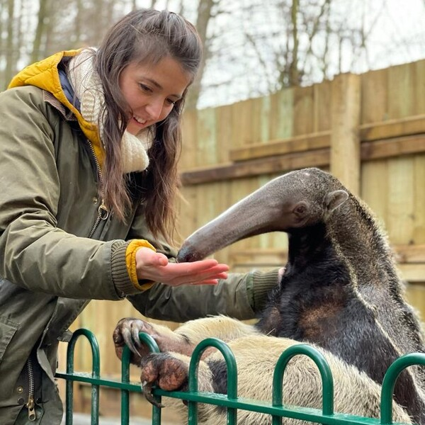 Buy Anteater Antics - Animal Experience Tickets online - Jimmy's Farm ...