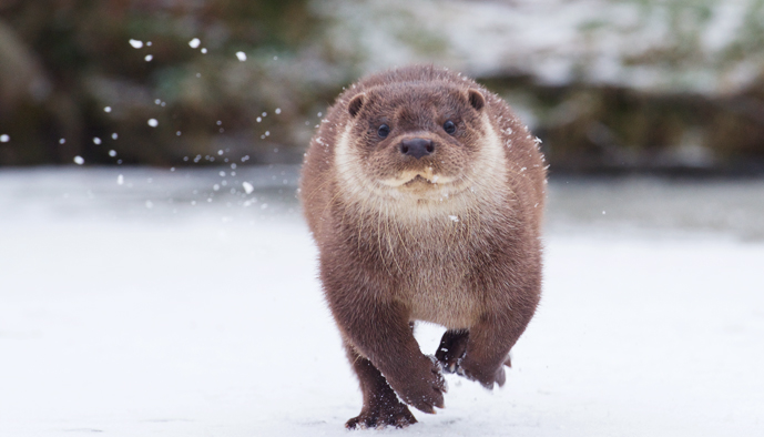 Buy Winter Photography Day Tickets online - British Wildlife Centre